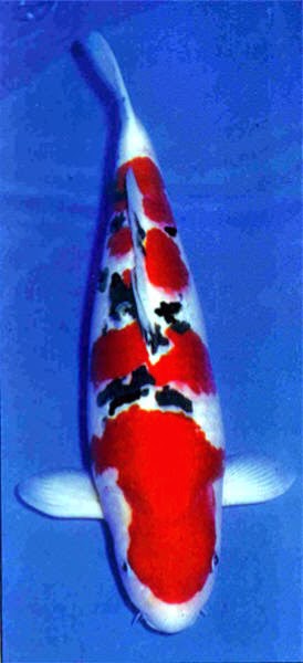 Susur Galur Varieti Ikan Koi ~ Anjung Laman