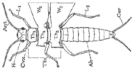 Entomologia y Aracnologia: IDENTIFICACIÓN ANATÓMICA DEL TÓRAX Y ...