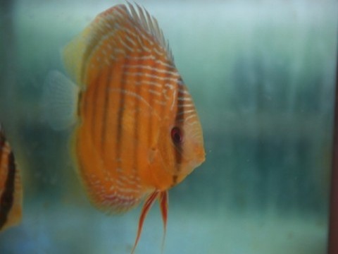 紅鱗七彩 Redscales Discus: 庫利比亞III型[曼高]