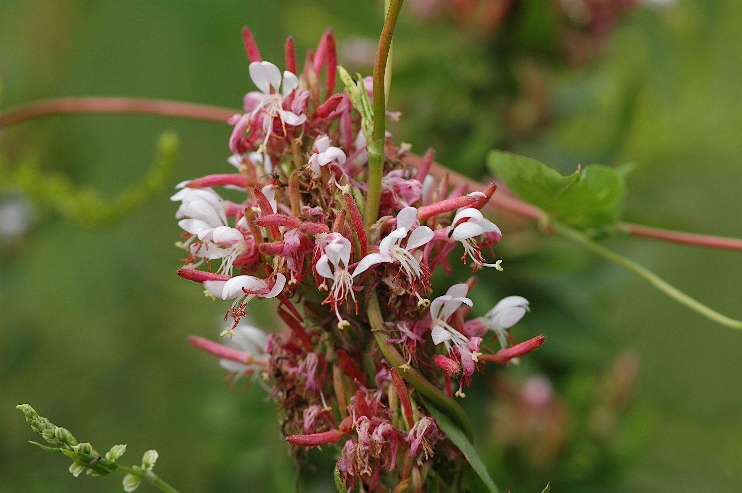 Field Biology in Southeastern Ohio: October 2012