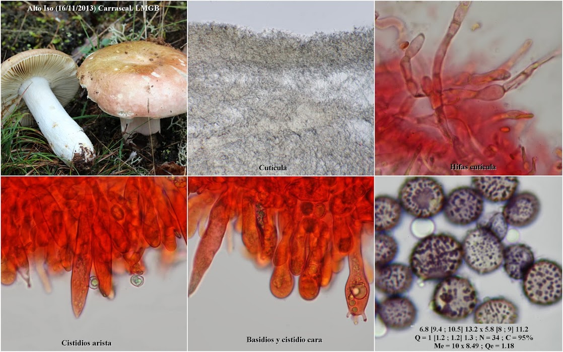 Microscopía de hongos. Vol 4. O - R: Russula olivacea