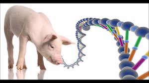 AITOR ByG: INGENIERÍA GENÉTICA EN ANIMALES