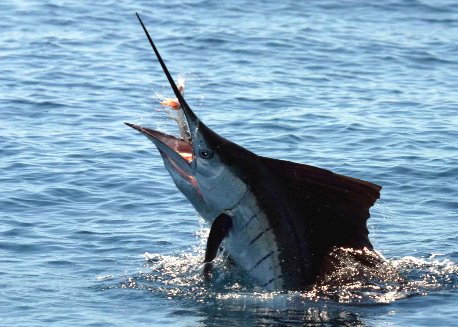 Billfish