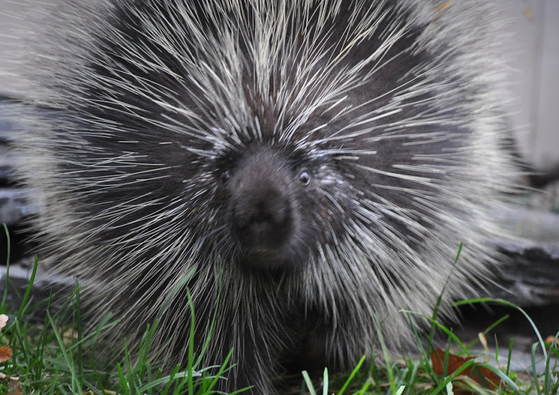 ZOOTOGRAFIANDO (6.100 ANIMALS): URSÓN / NORTH AMERICAN PORCUPINE ...