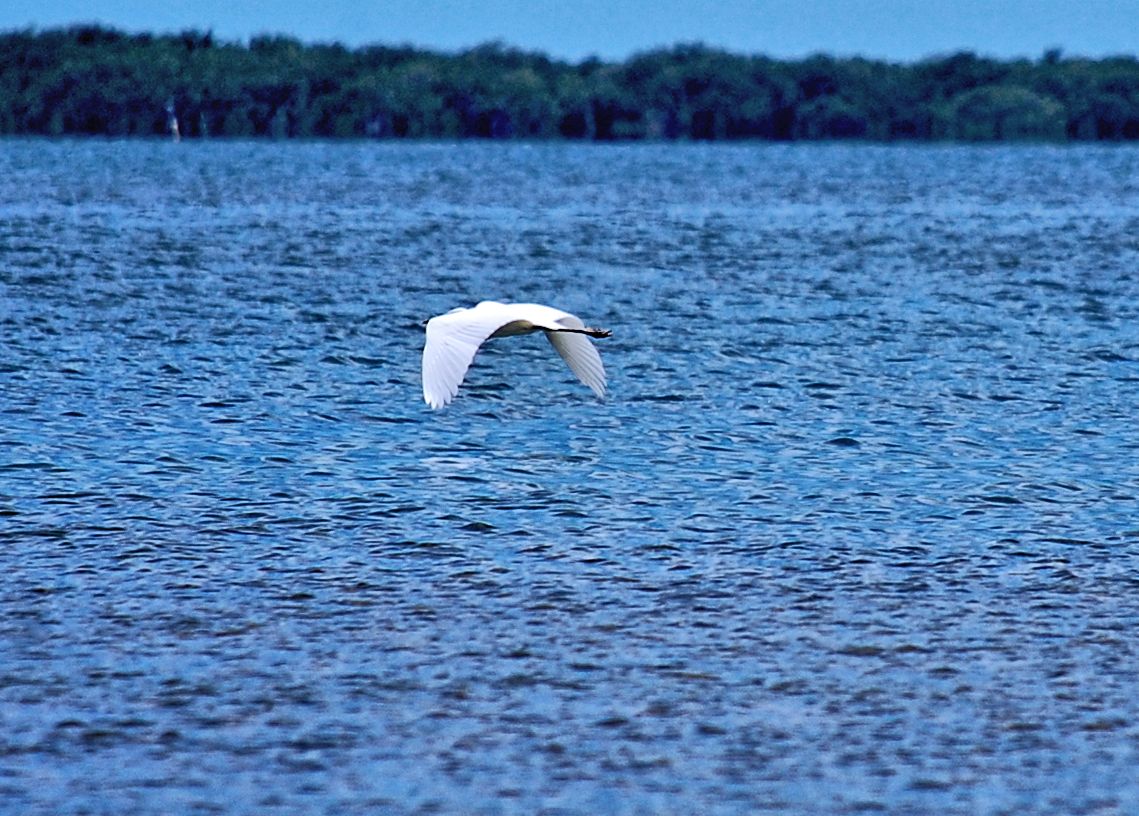 Bahama Bob's Rumstyles: Fish Hawk Key: Revisited