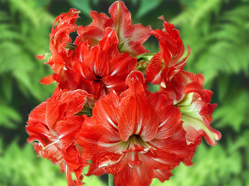 Amaryllis | World Of Flowers