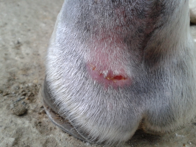 ArcEquine says...: Overreach 'downtime' halved for eventer Buddy