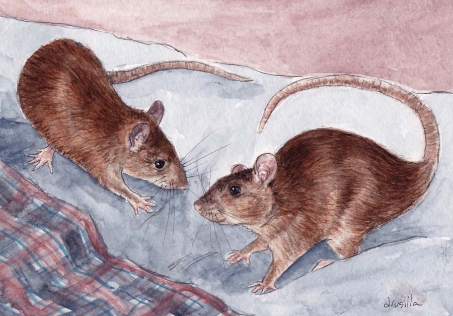 The Art of The Illustrated Rat