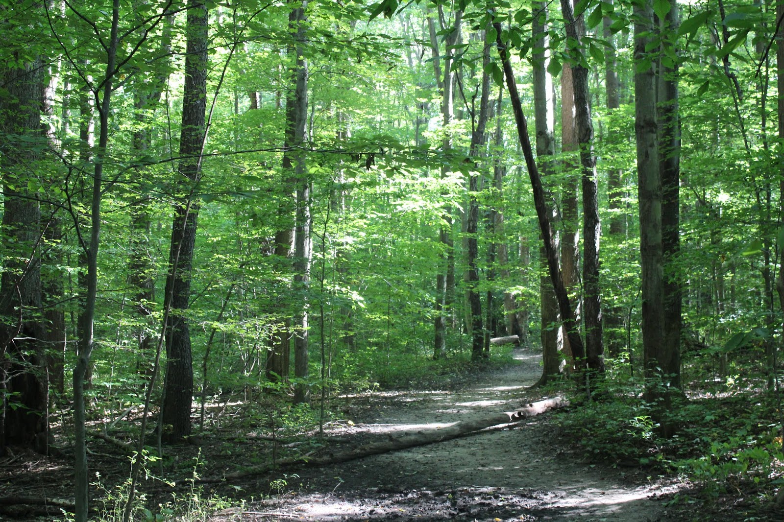 FINALLY - Visiting Warren Woods State Park