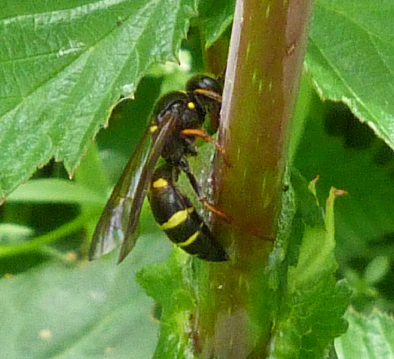 Insects of Scotland: Bees/Wasps/Ichneumons/Sawflies/Ants