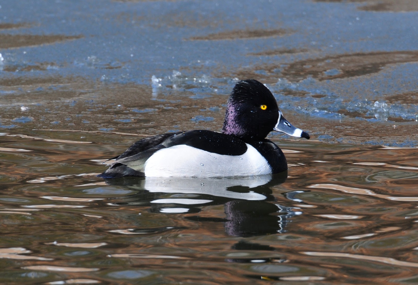 Emmitt's Teardrop Adventures: Ring-necked Ducks