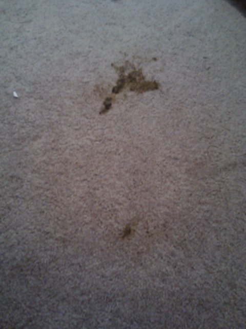 Living Aloha: How to: Get baby poop out of carpet