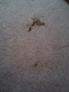 Living Aloha: How to: Get baby poop out of carpet