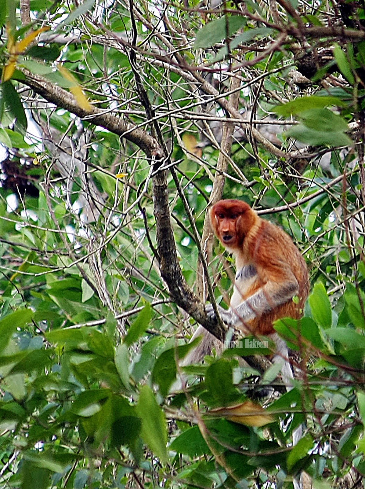 Photo 56 | BEKANTAN -WILD INDONESIA