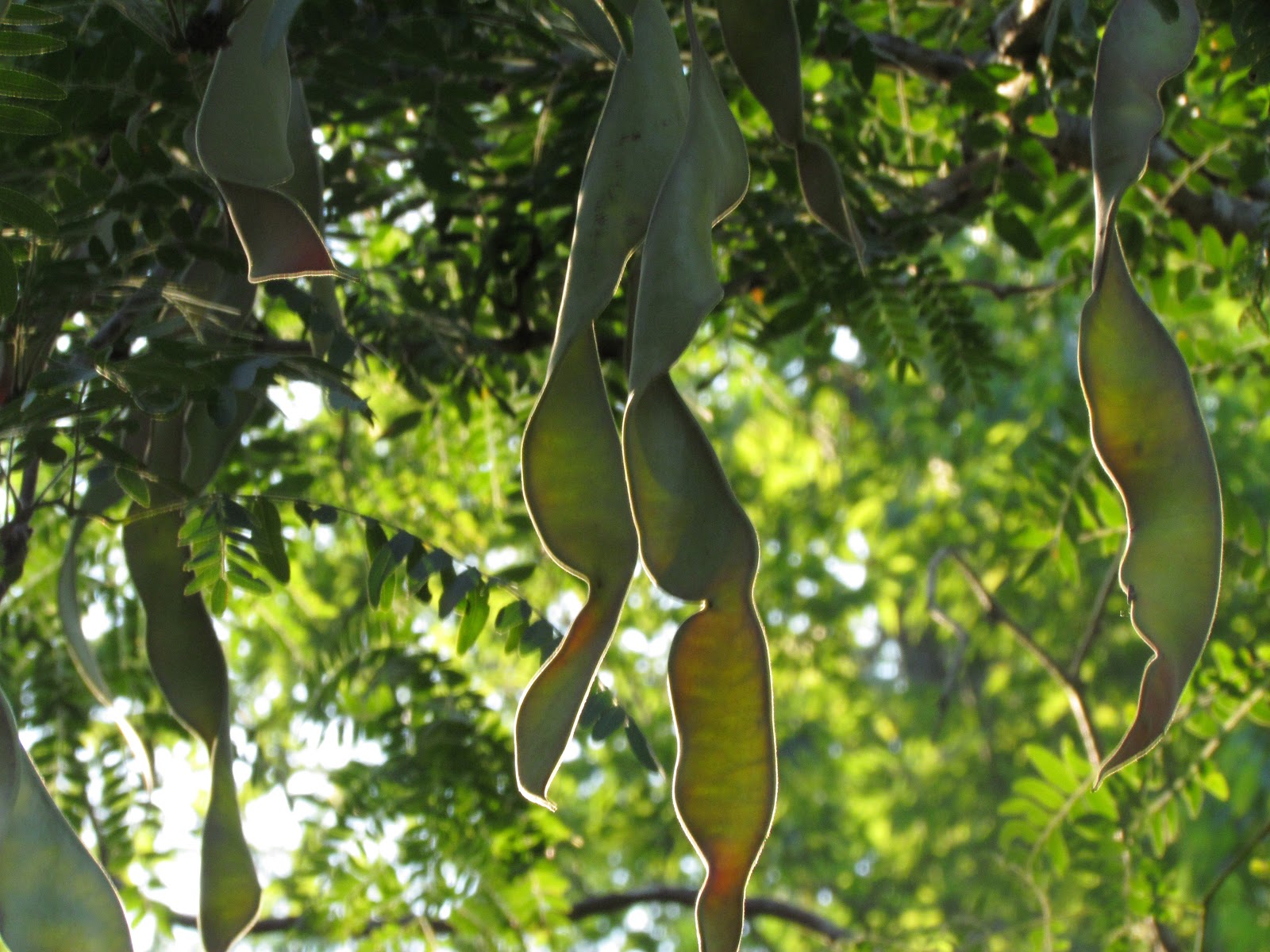 A Year With the Trees: Honey locust - Gleditsia triacanthos