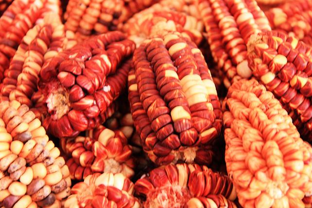 Viajando: O milho colorido do Peru