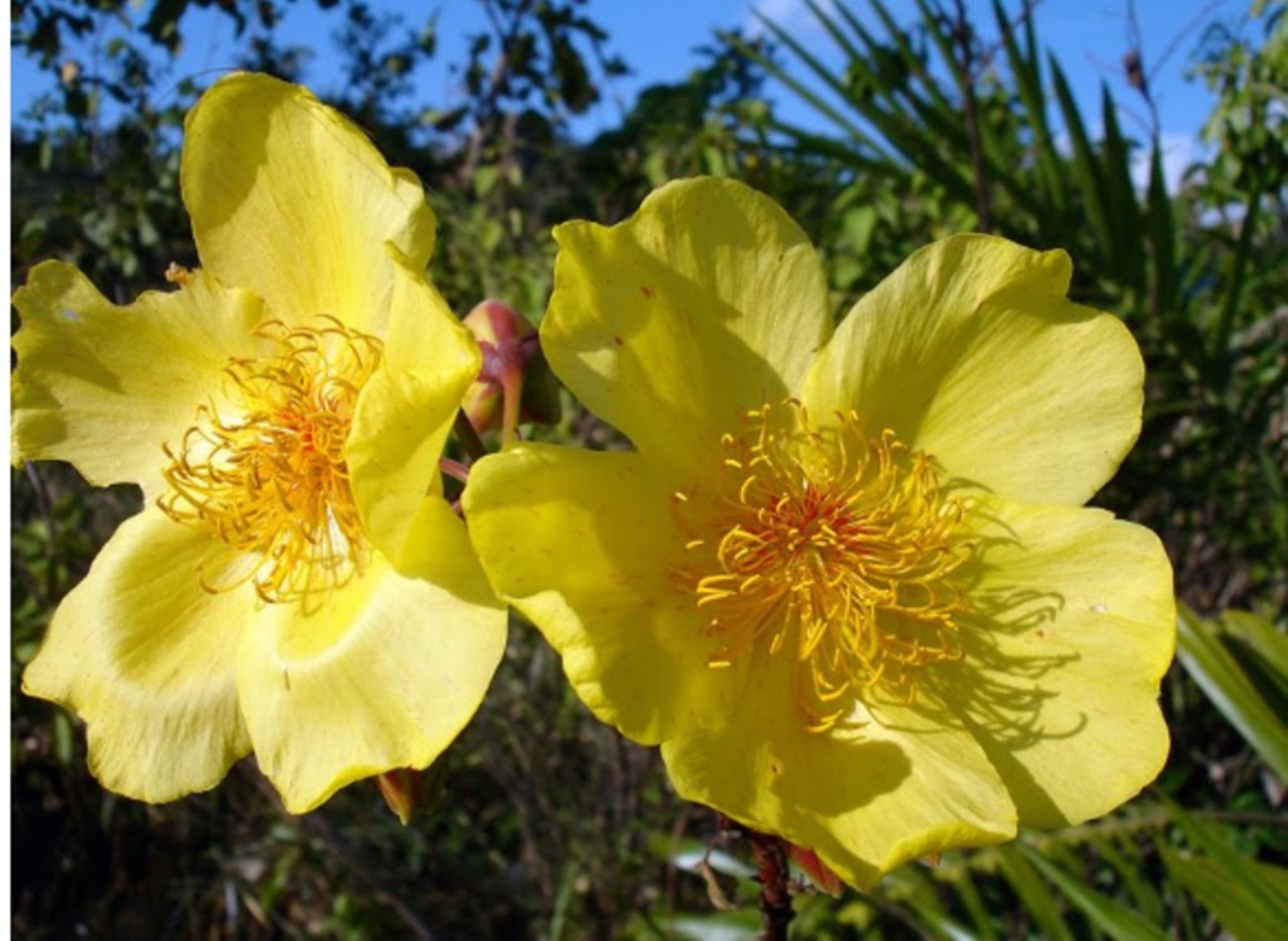 Flor Do Cerrado Mineiro - FDPLEARN