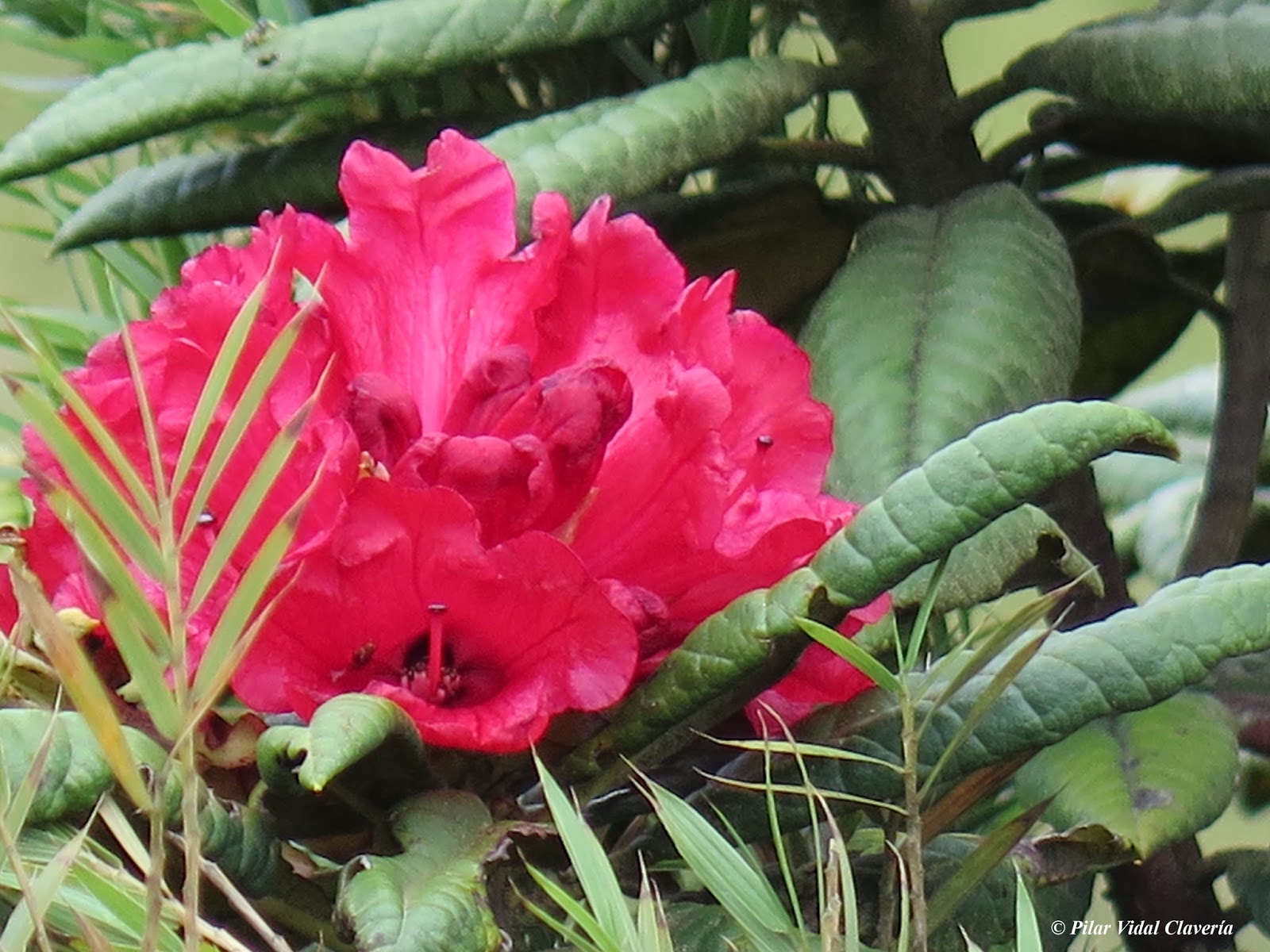Sentir con Flores de Bach - Pilar Vidal Clavería: 2017