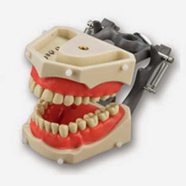 TYPODONT JAWS AND TEETH: TO BUY DENTAL MATERIALS FOR AUSTRALIAN DENTAL ...