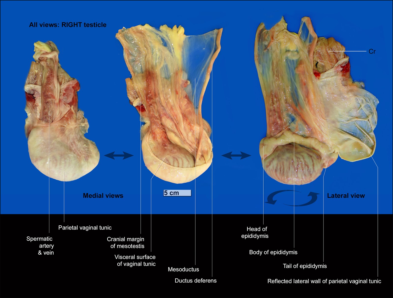 Bull Testicular Anatomy