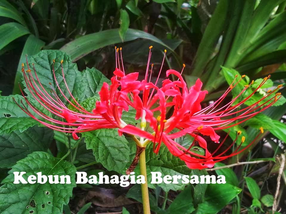 Kebun Bahagia Bersama: Hurricane Lily (Lycoris Radiata)
