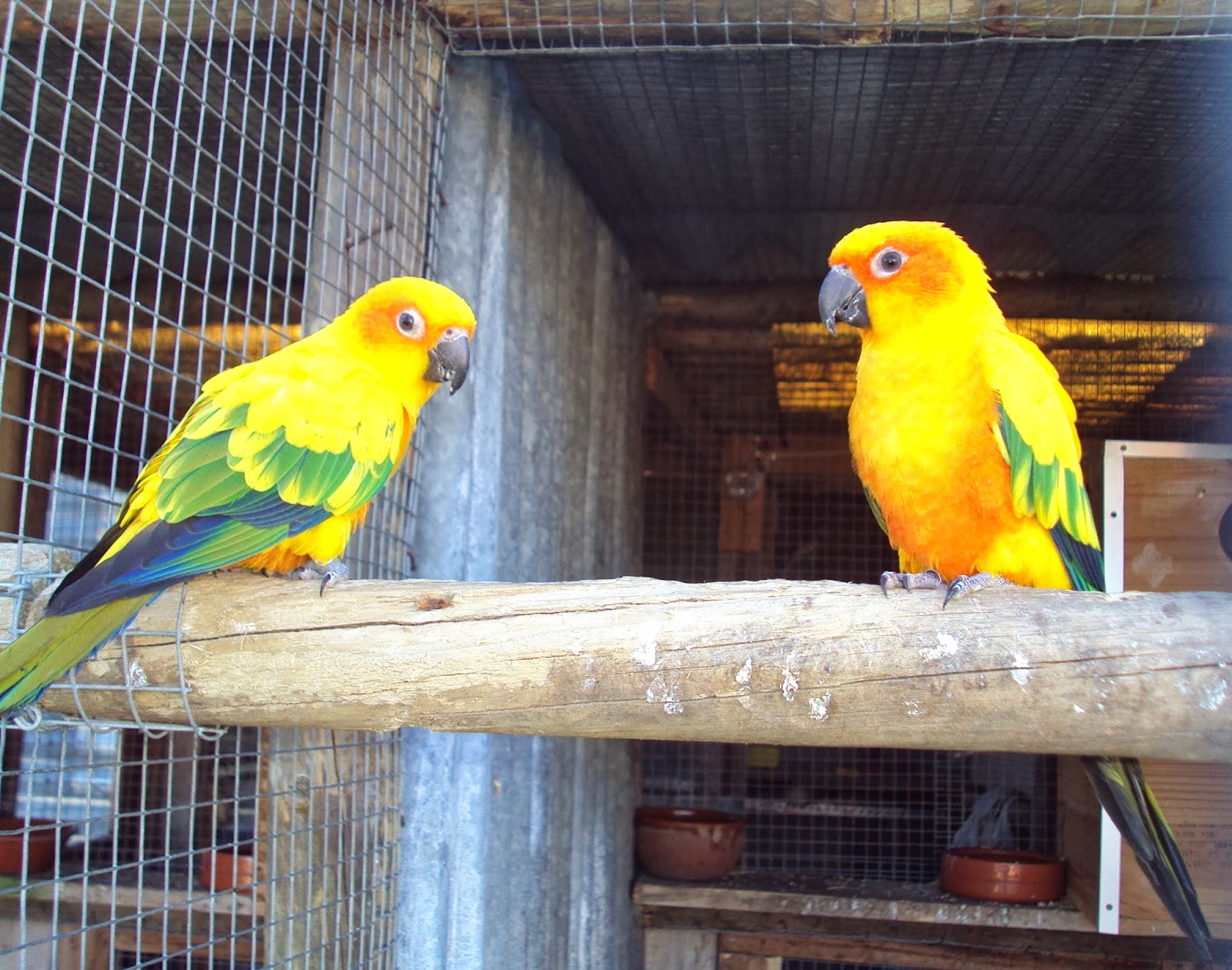 Aves do Pinhal: Aratinga Sol