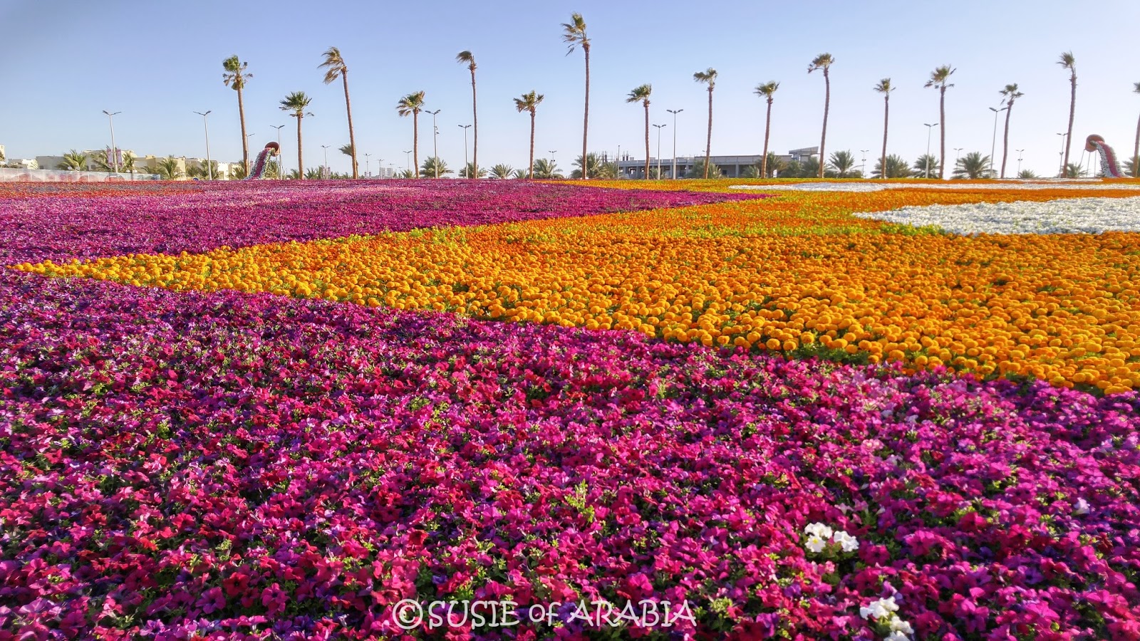 Jeddah Daily Photo: Scenes from Yanbu Flower Festival