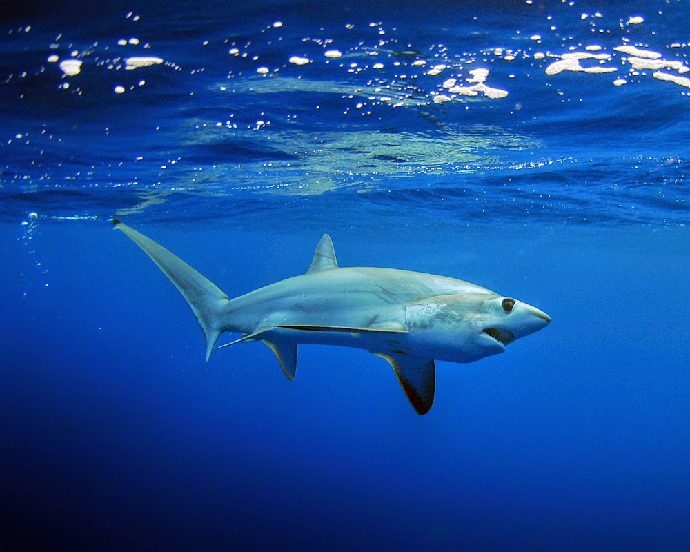 Tiburones en Galicia: Zorro negro (Alopias superciliosus)
