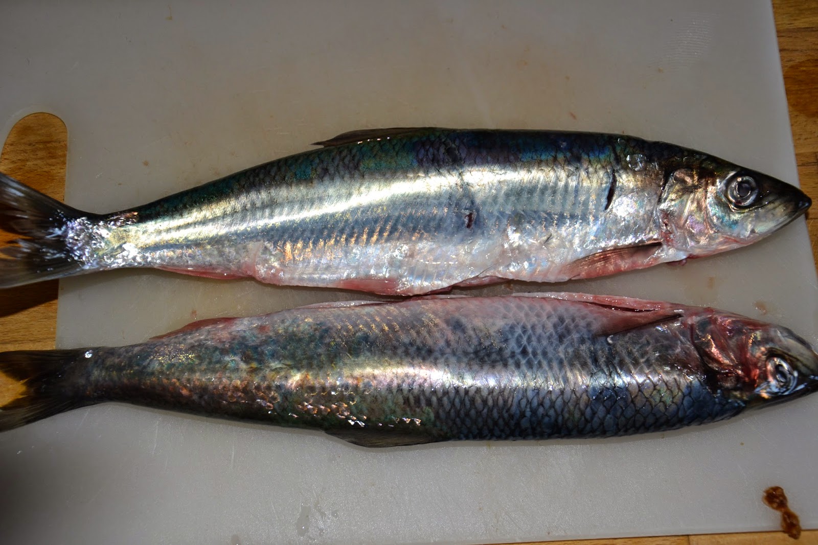 Oppdag Fisk!: Sild/Atlantic Herring/Clupea Harengus (Saltvann)