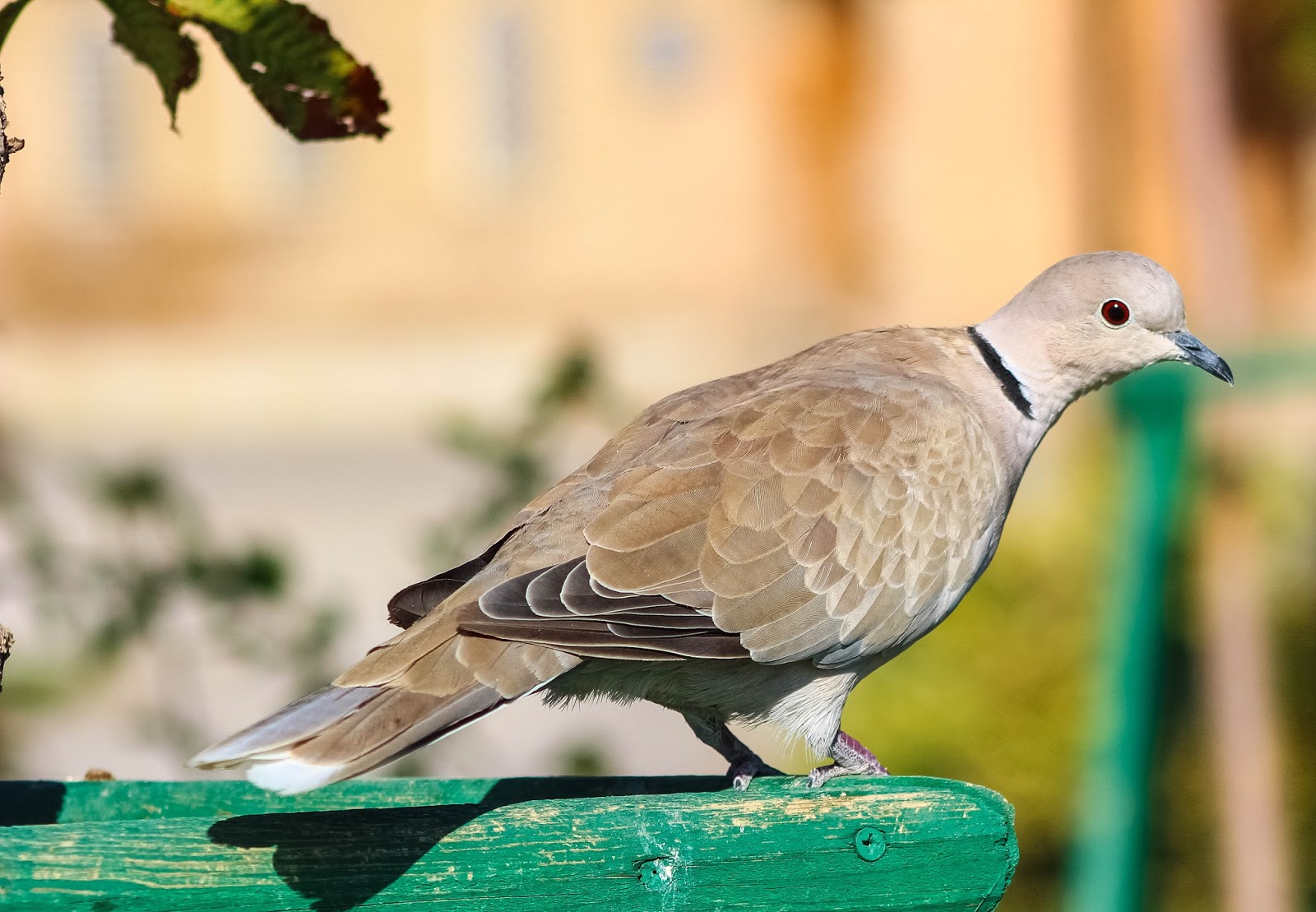 Cannundrums: Eurasian Collared Dove - Uzbekistan