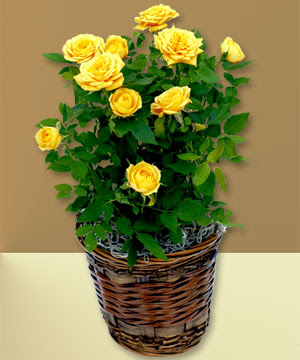 FLOWER SHOP: Miniature roses pictures.