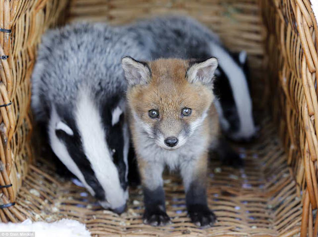 White Wolf : Abandoned baby fox becomes best friends with orphaned two ...