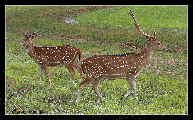 WILPATHTHU NATIONAL PARK