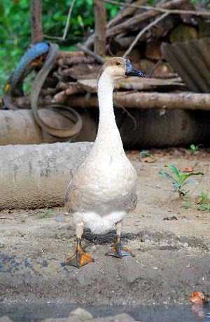 Animal Destination: Gansa
