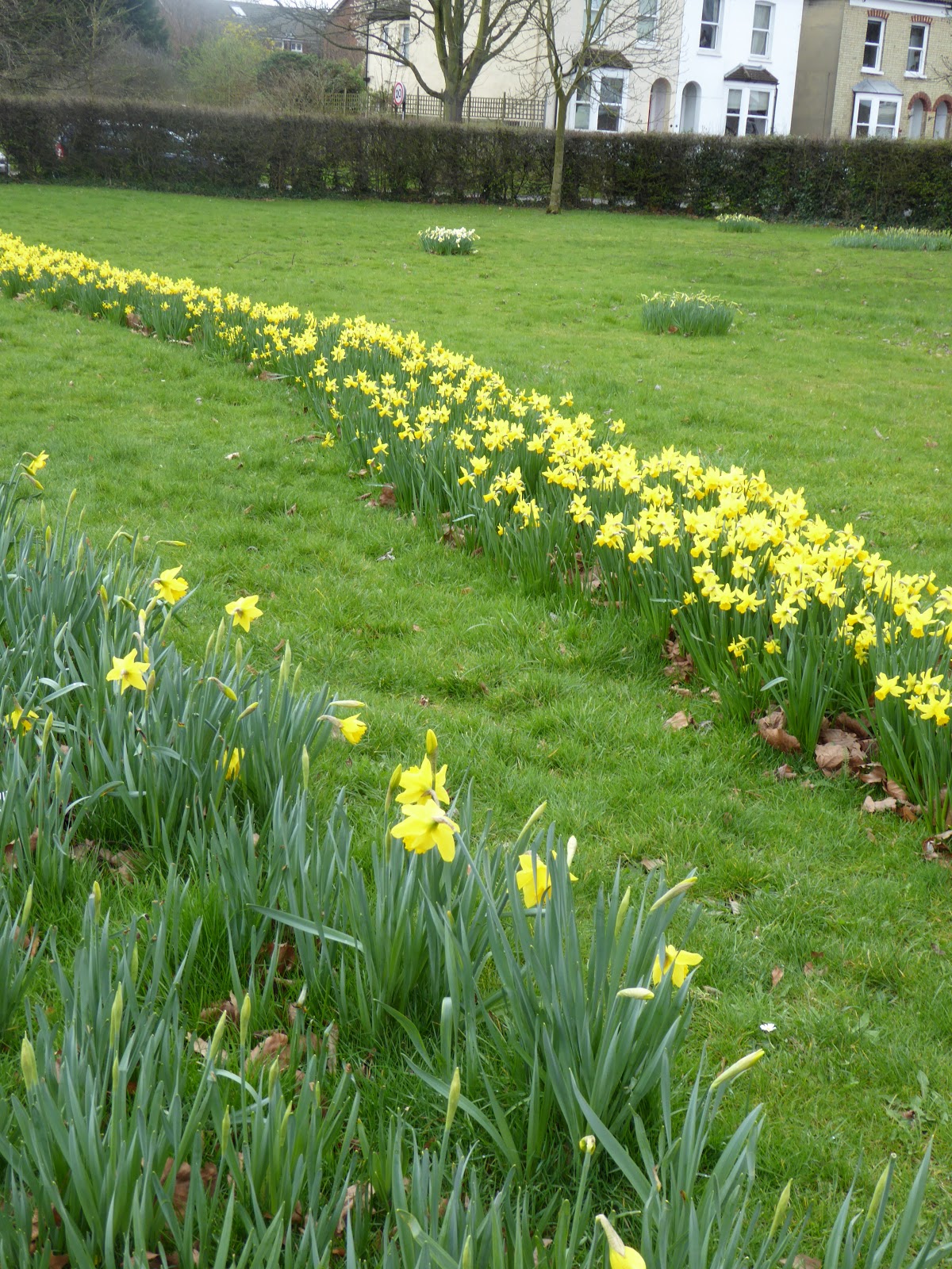 Jane's Journal: Dancing daffodils