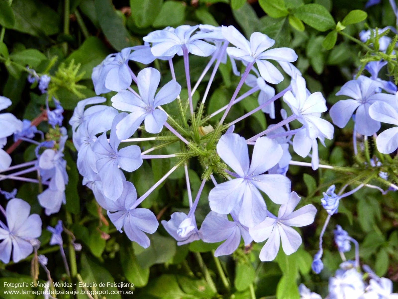Plumbago auriculata, diferentes usos para el diseño