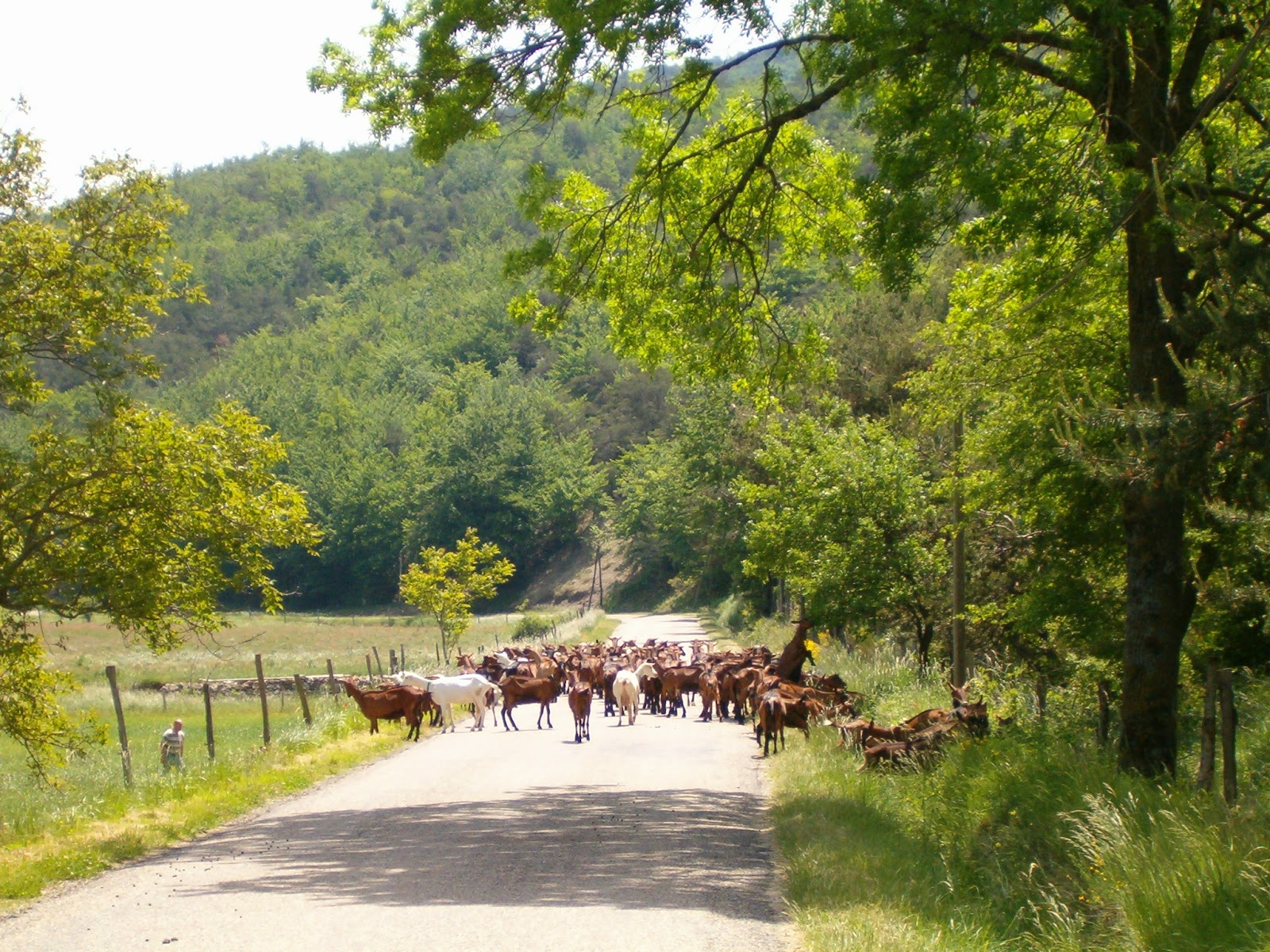 il Formaggio e' Meraviglioso!