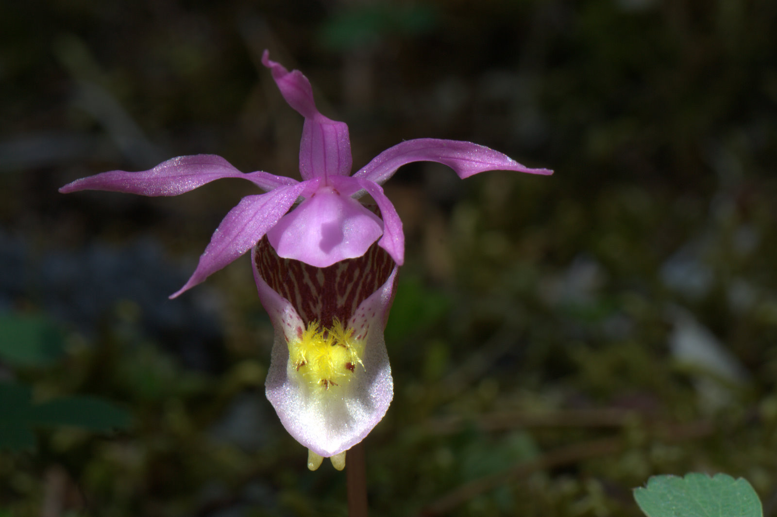 Native Orchids of the Pacific Northwest and the Canadian Rockies (and ...