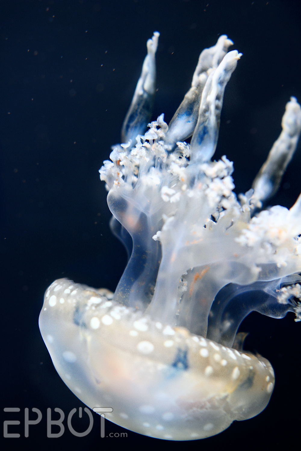 EPBOT: Jumpin' Jellyfish! (AKA Dragon Con Decompressing)