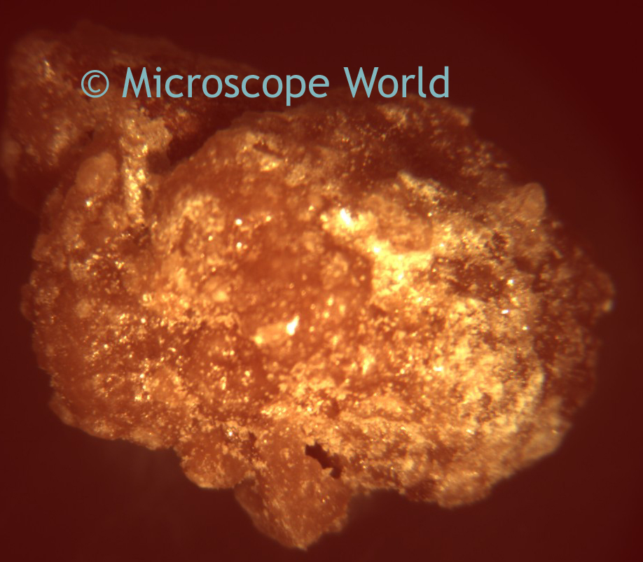 Microscope World Blog: Stereo Microscope Images