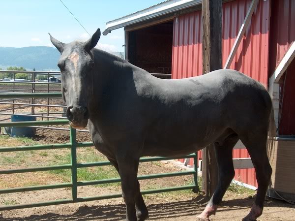 North Horse: Horse Fad Predictions: Hairless Horses & More