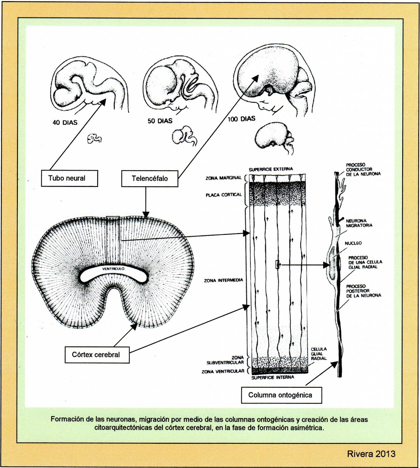Arqueología Cognitiva: Exaptación, emergencia y coevolución neurológica ...