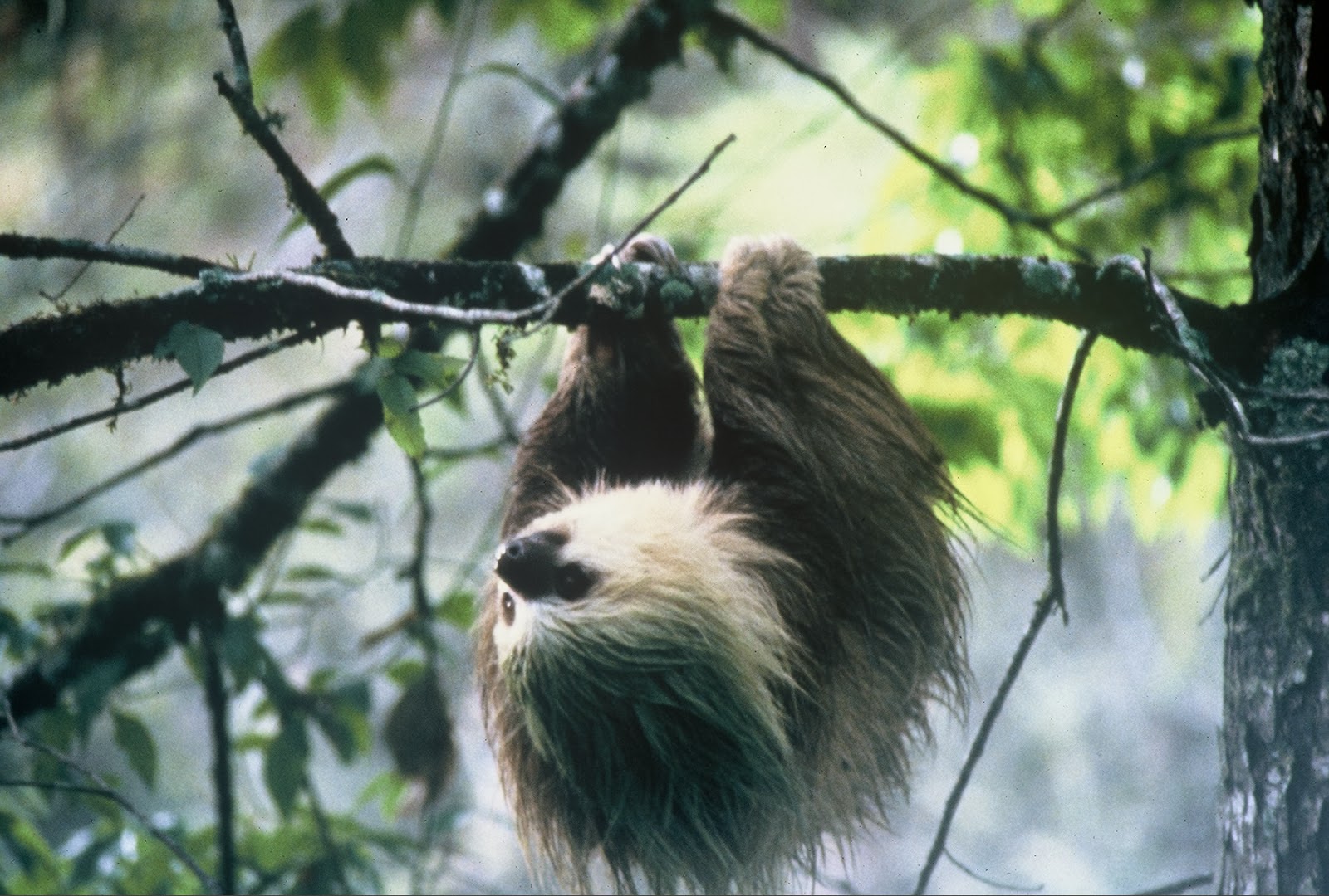 Spicebush Log: A Sloth's Self-Made Food Web