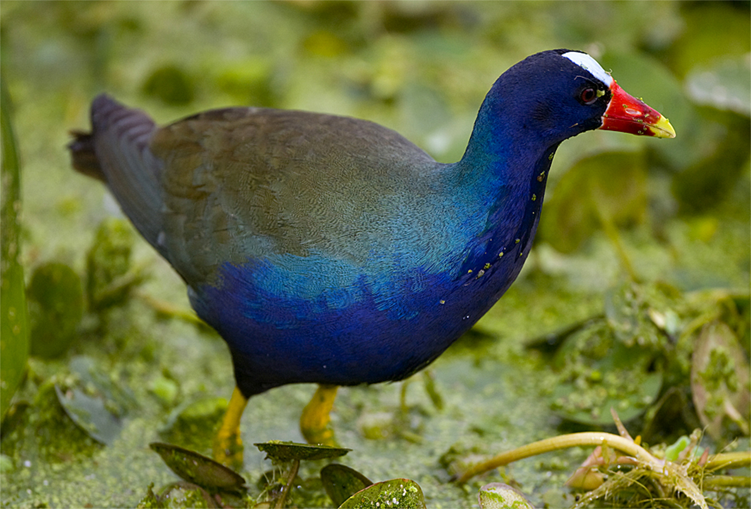 Bellas Aves de El Salvador: Porphyrio martinicus (gallineta azul ...
