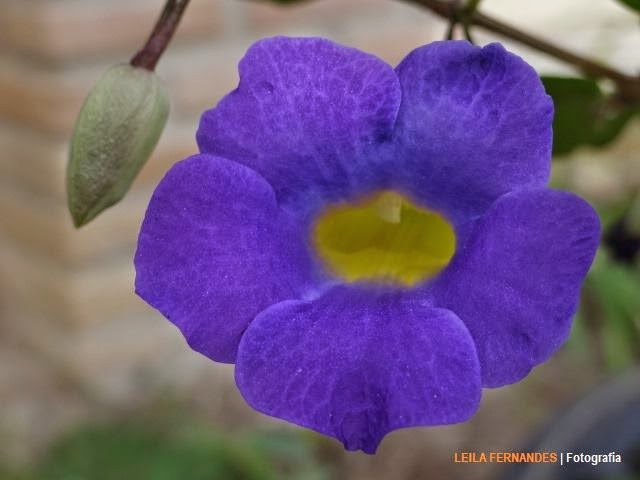 i9ArtDesign: Flor azul natural em foco. Foto de Leila Fernandes