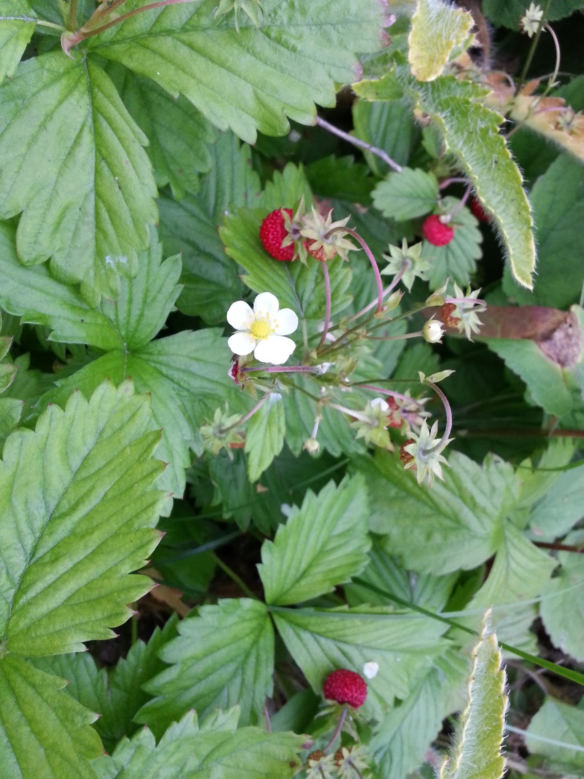 Odla sin trädgård: Smultron ger tröst