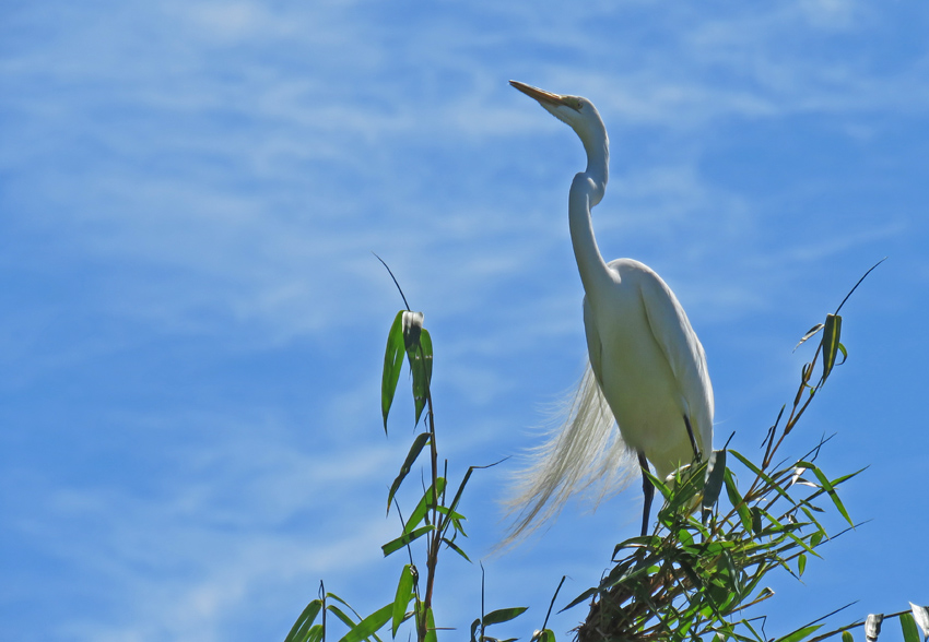 Life, Birding, Photos and Everything: Costa Rican Water Birds