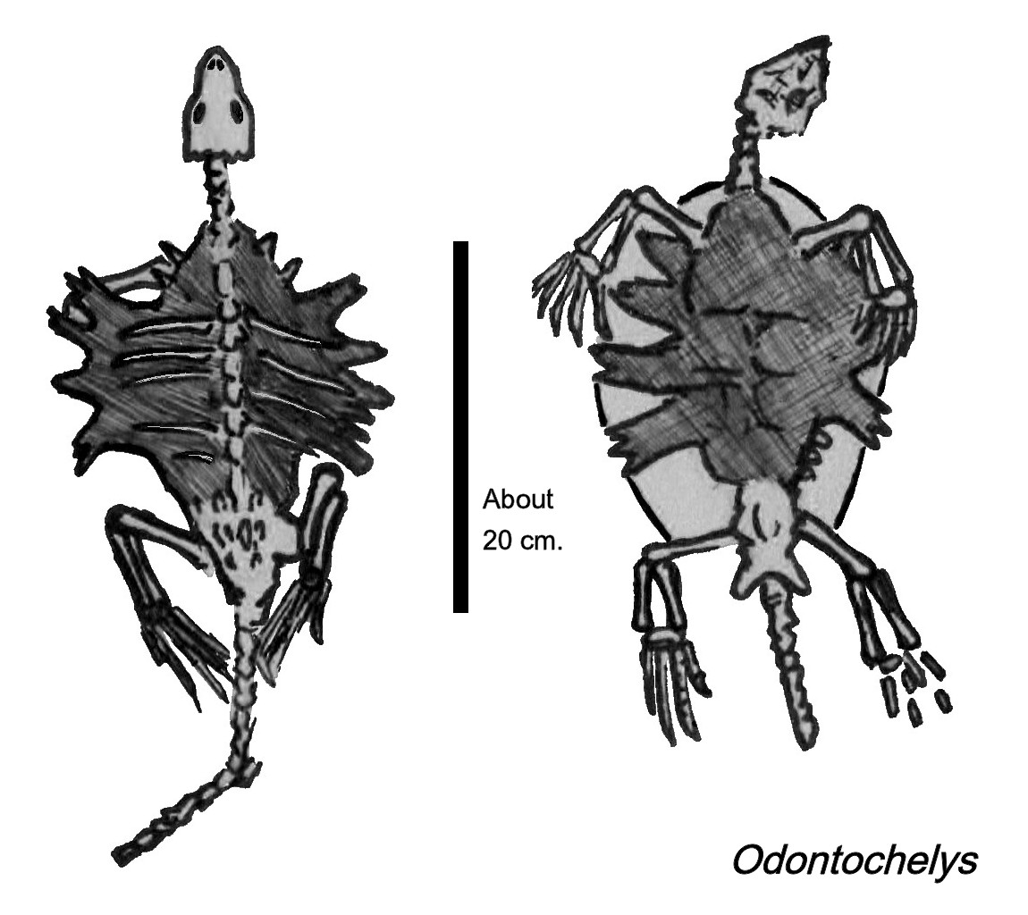 Reptossaurus: ODONTOCHELYS
