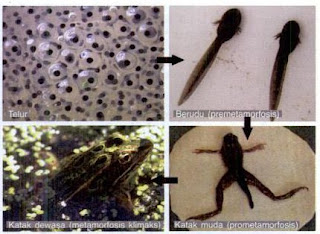 Tahap Pasca Embrio - Pertumbuhan dan Perkembangan Hewan | de Biology
