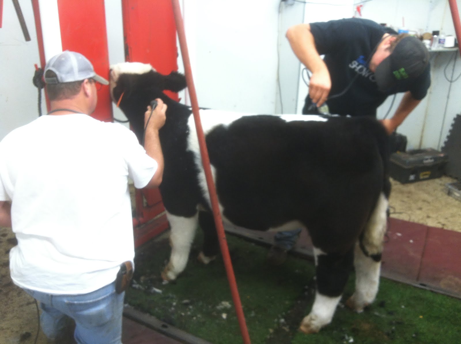 Trausch Farms: Clipping Sale Cattle!!